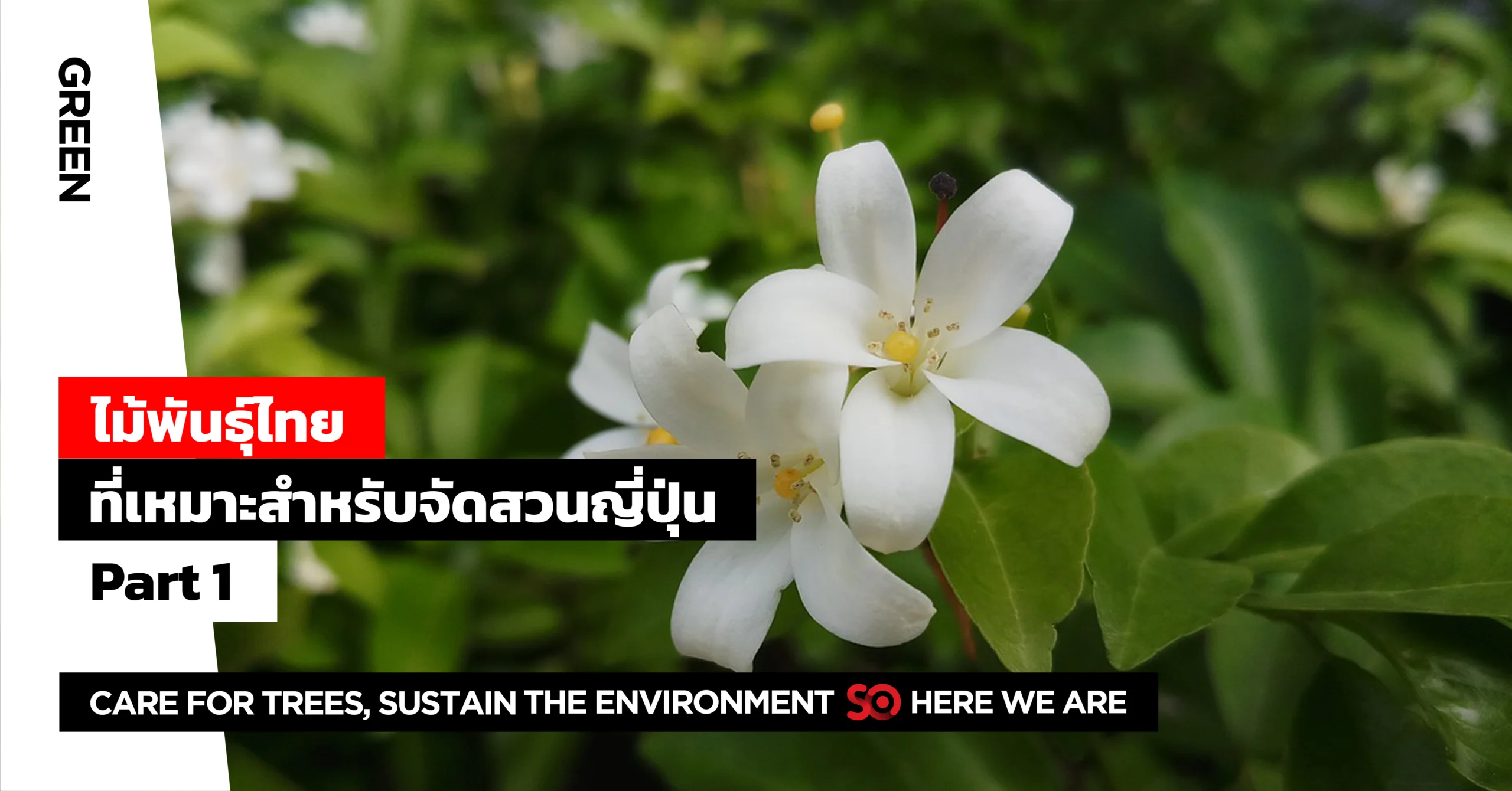 พรรณ ไม้ไทย ที่เหมาะสำหรับการจัดสวนญี่ปุ่น (Part 1) - SO GREEN